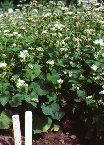 The Life of Buckwheat – Cover Crop Guide for NY Growers
