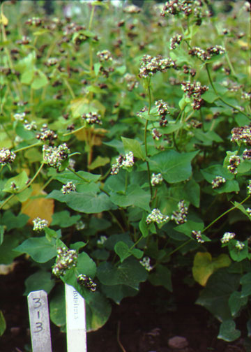 The Life of Buckwheat – Cover Crop Guide for NY Growers