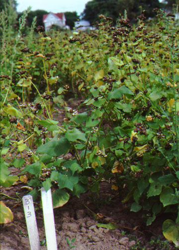 The Life of Buckwheat – Cover Crop Guide for NY Growers